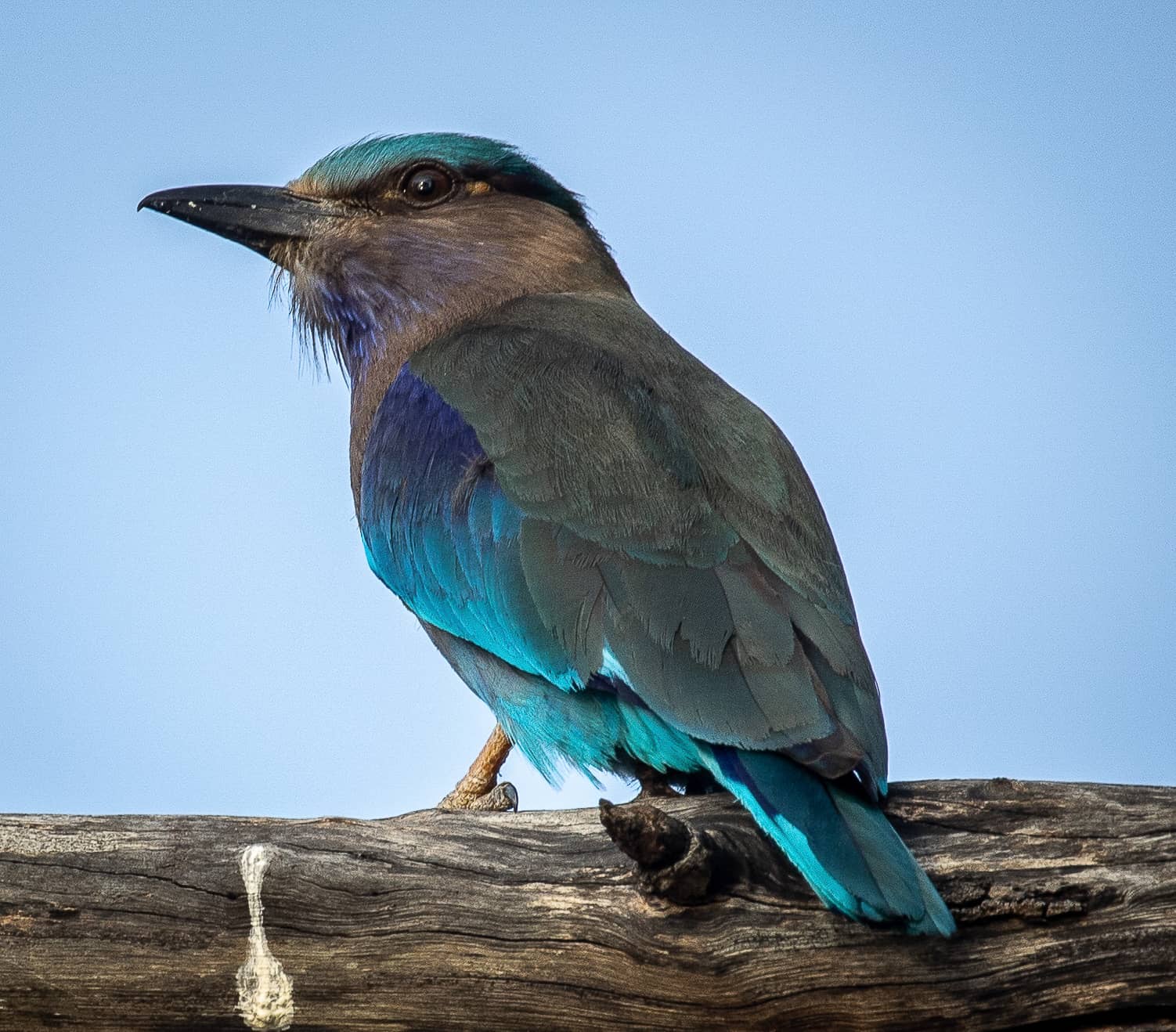 Indo Chinese Roller | Sumalee Boxing Gym